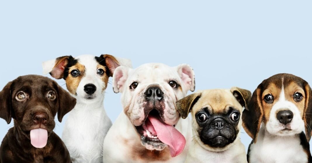 21 de julio Día Mundial del Perro: Reflexión sobre el cuidado y la ...